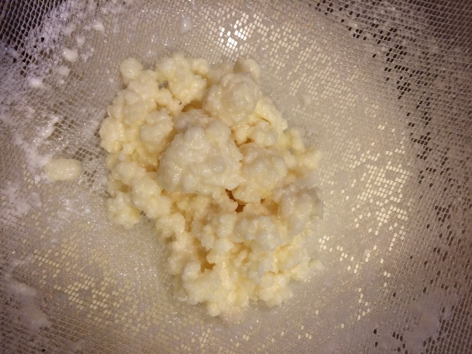 Tibetan Kefir Grains Mushrooms Bulgaros Pajaritos Probiotic Healthy Diet Natural