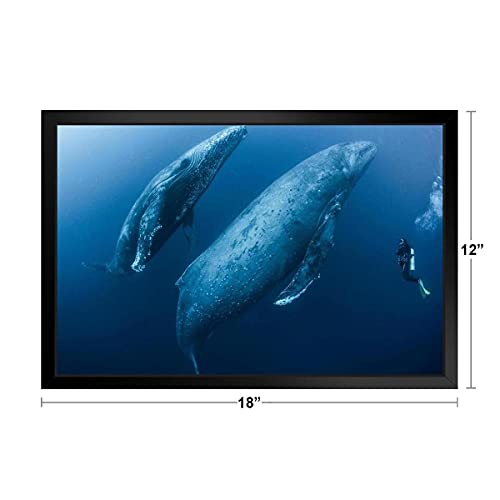 Scuba Diver with Adult Female Humpback Whale Photo Black Wood Framed Wall Art 20x14