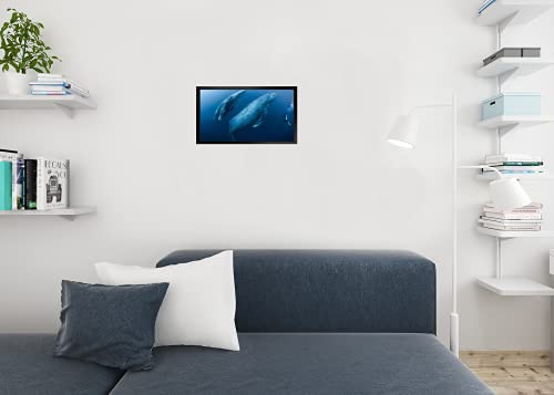 Scuba Diver with Adult Female Humpback Whale Photo Black Wood Framed Wall Art 20x14