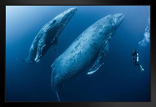 Scuba Diver with Adult Female Humpback Whale Photo Black Wood Framed Wall Art 20x14