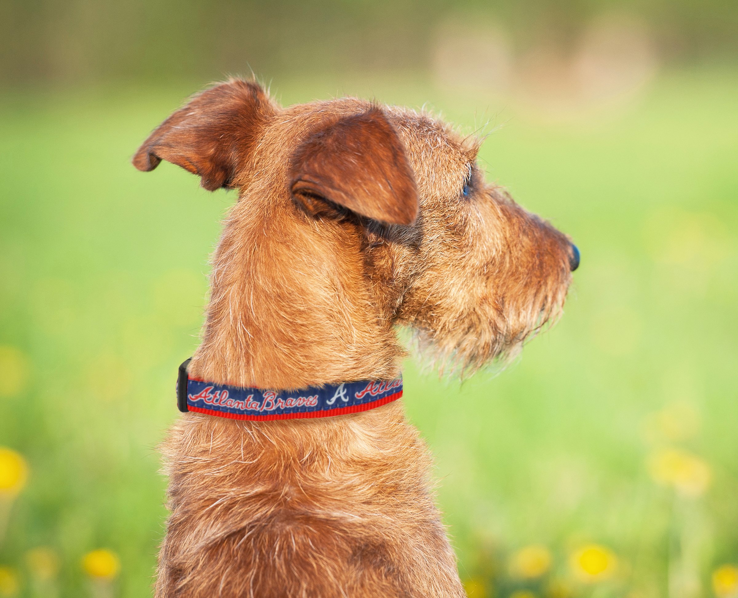 MLB DOG COLLAR. - 29 Baseball Teams available in 4 Sizes. Heavy-Duty, Strong & Durable Pet Collar. - MLB Licensed PET COLLAR.