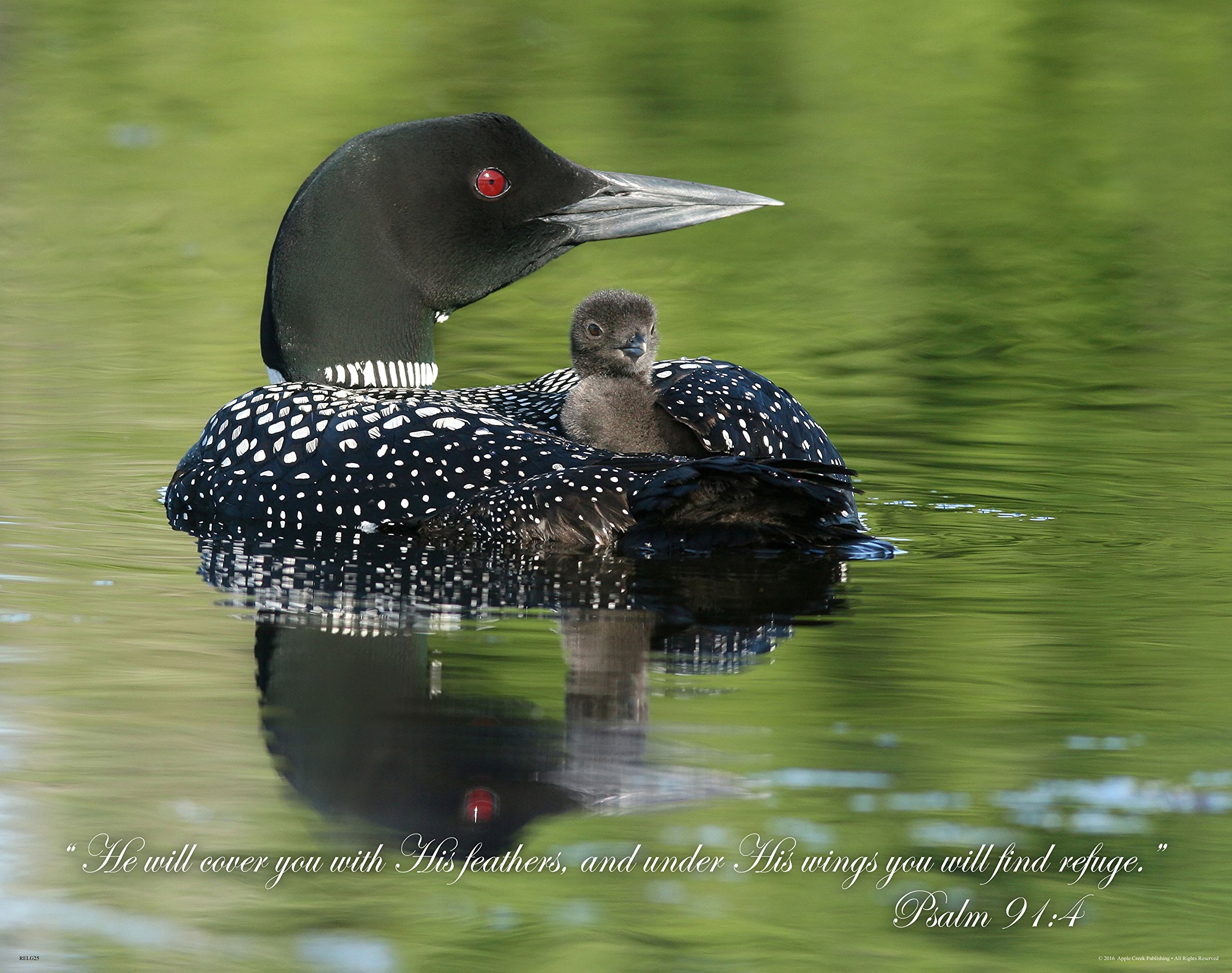 Common Loon Psalm 91:4 Religious Inspirational Poster Art Print Reproduction 11x14 Call Wall Decor Pictures