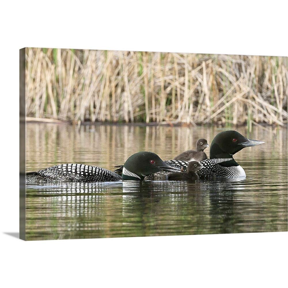 CANVAS ON DEMAND Common Loon Family, One Adult Loon Is Giving an Aquatic Insect to Its Chick Canvas Wall Art Print by Charles Sleicher, Home Decor, Bird, Wildlife Artwork, 24" x16in