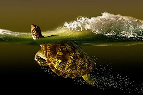 Bubbles Carapace Sea Tab Head Turtle Waves Animal Poster Fabric Silk Poster Print 95355