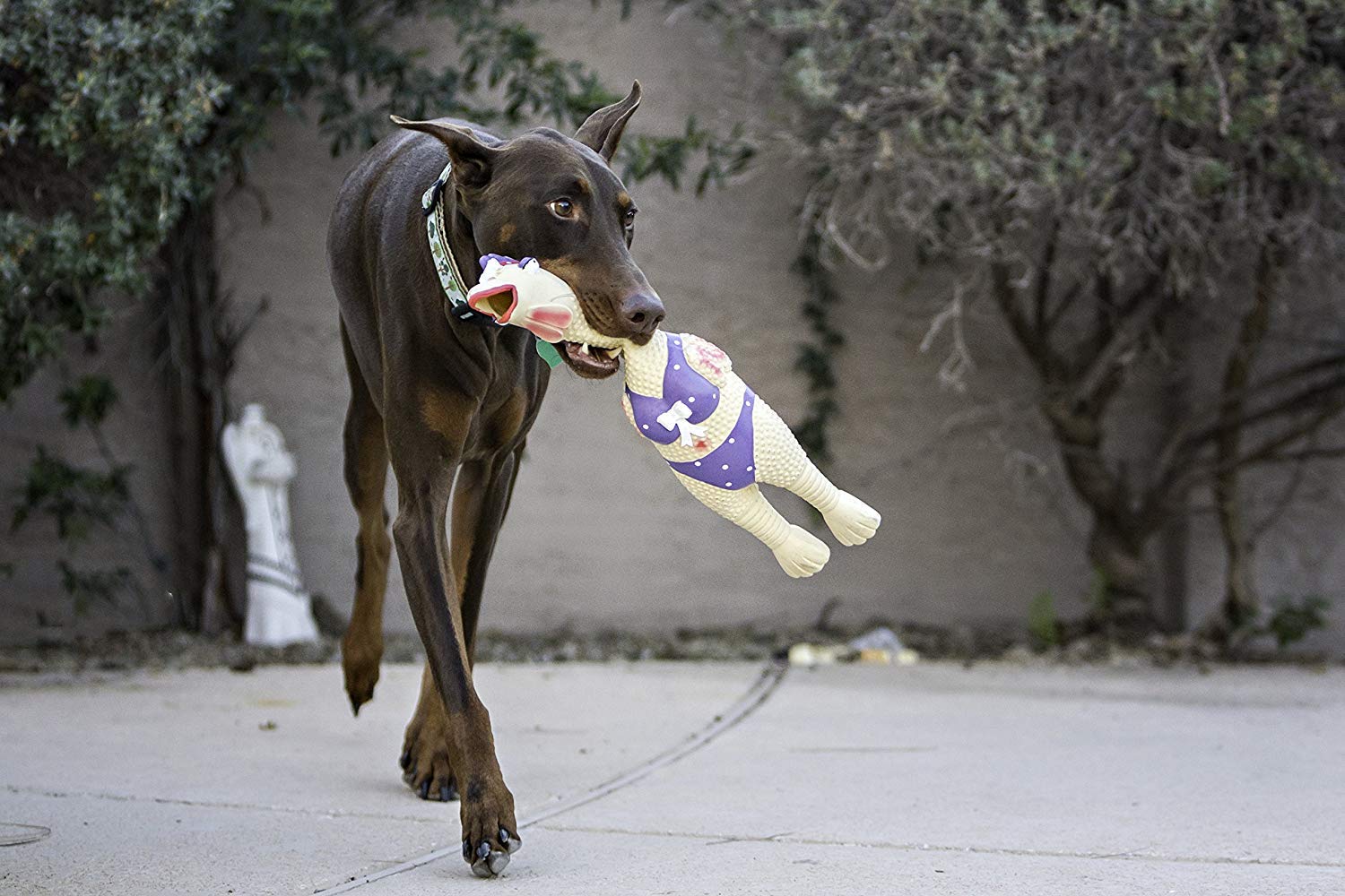 Outward Hound by Charming Pet Squawkers Grandma Hippie Chick Latex Rubber Chicken Interactive Dog Toy, Large