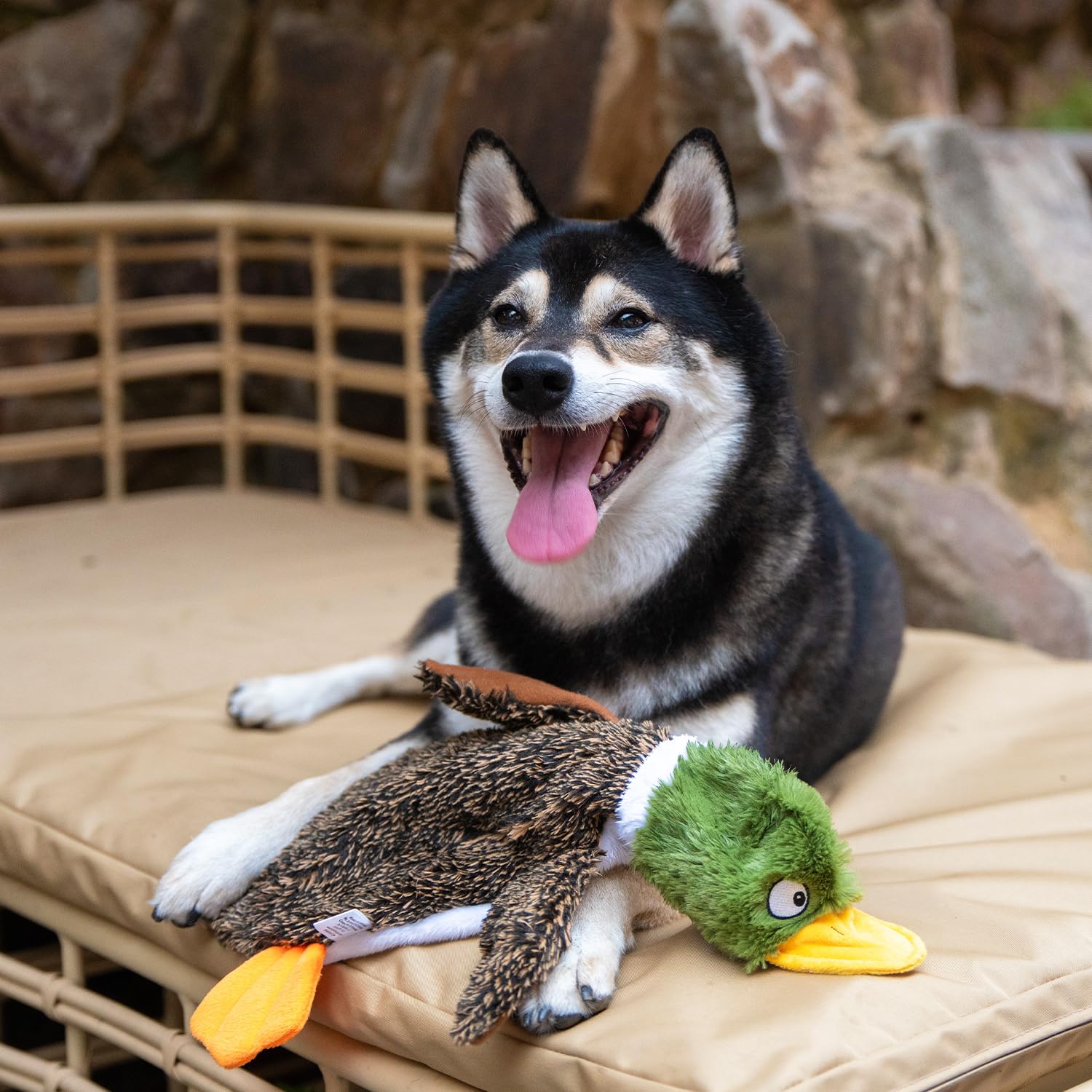 Best Pet Supplies 2-in-1 Stuffless Squeaky Dog Toys with Soft, Durable Fabric for Small, Medium, and Large Pets, No Stuffing for Indoor Play, Holds a Plastic Bottle - 1Wild Duck, Medium