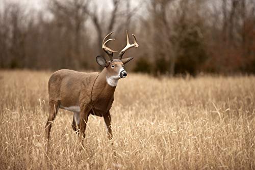 Flambeau Outdoors 5965MS Boss Buck - Masters Series Deer Decoy