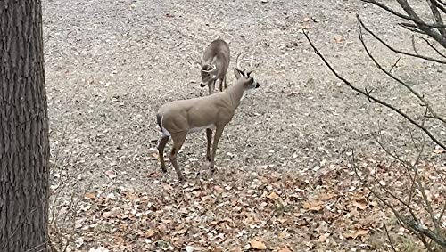 Flambeau Outdoors 5965MS Boss Buck - Masters Series Deer Decoy