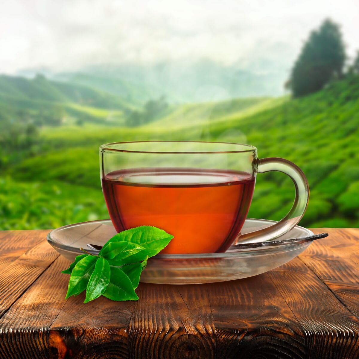 Red Rose Orange Pekoe Tea 418g Box/144 Tea Bags (Imported from Canada)