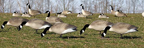 Flambeau Outdoors 8990FBU Storm Front 2 Canada Goose Decoys, Full Body Flocked Heads - 6-Pack