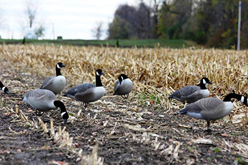 Flambeau Outdoors 8990FBU Storm Front 2 Canada Goose Decoys, Full Body Flocked Heads - 6-Pack
