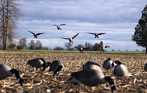Flambeau Outdoors 8990FBU Storm Front 2 Canada Goose Decoys, Full Body Flocked Heads - 6-Pack