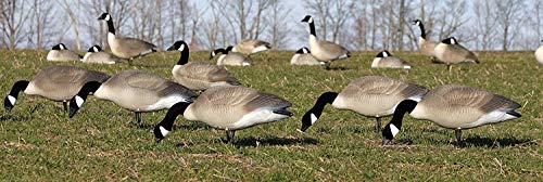 Flambeau Outdoors 8990FBU Storm Front 2 Canada Goose Decoys, Full Body Flocked Heads - 6-Pack
