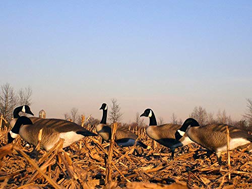 Flambeau Outdoors 8990FBU Storm Front 2 Canada Goose Decoys, Full Body Flocked Heads - 6-Pack