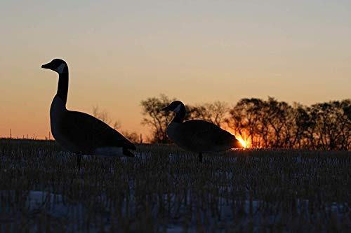 Flambeau Outdoors 8990FBU Storm Front 2 Canada Goose Decoys, Full Body Flocked Heads - 6-Pack