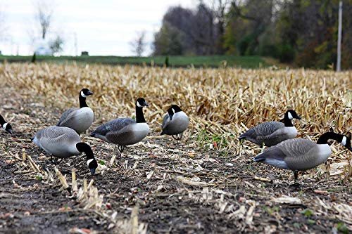Flambeau Outdoors 8990FBU Storm Front 2 Canada Goose Decoys, Full Body Flocked Heads - 6-Pack