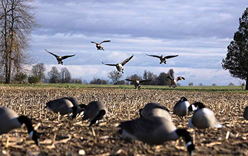 Flambeau Outdoors 8990FBU Storm Front 2 Canada Goose Decoys, Full Body Flocked Heads - 6-Pack