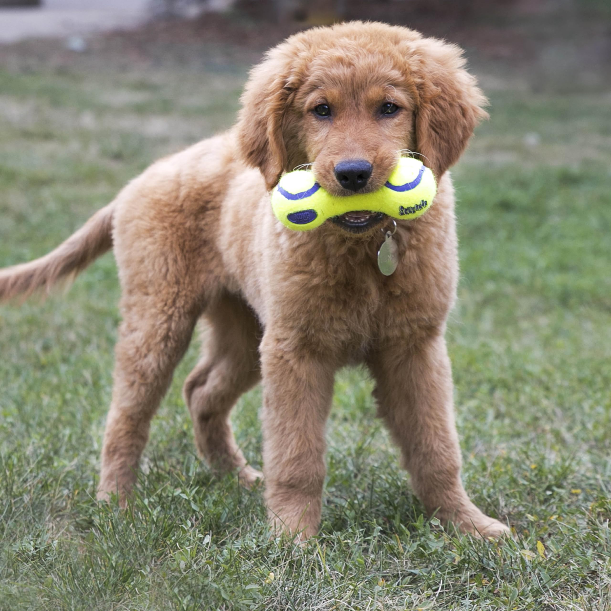 KONG - AirDog® Squeaker Dumbbell - Squeaky Bounce and Fetch Toy, Tennis Ball Material - For Medium Dogs