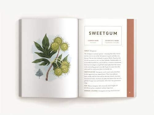 Trees: An Illustrated Field Guide (Illustrated Field Guides)