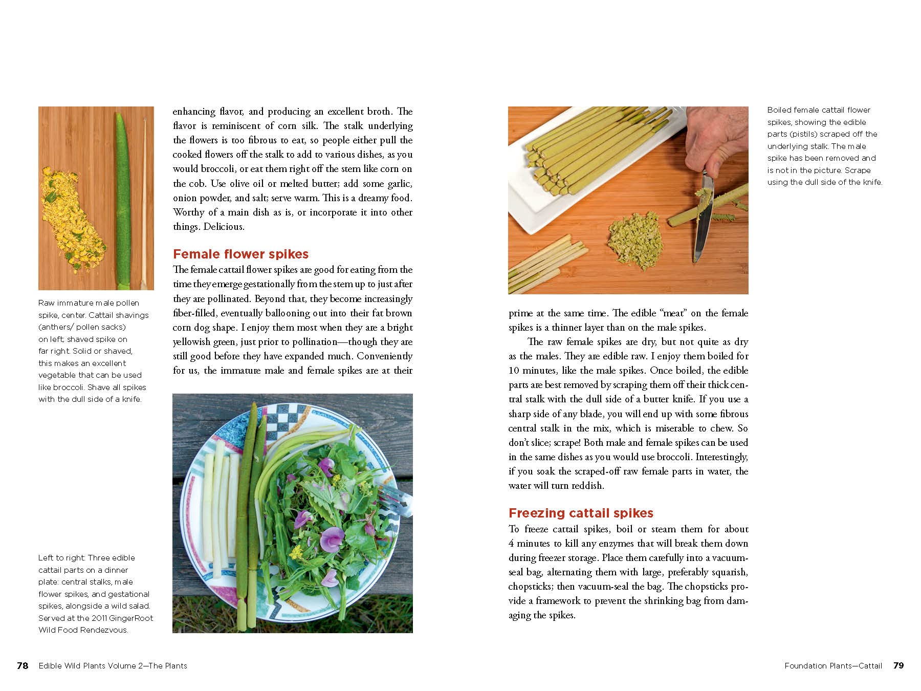 Edible Wild Plants, Volume 2: Wild Foods from Foraging to Feasting (Wild Food Adventure)