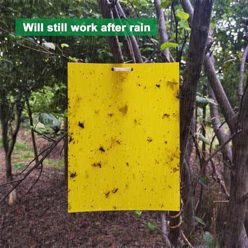 50 Sheets Sticky Fly Traps, Dual-Sided, for Flying Insect, Indoor and Outdoor, 8x6 Inch, Yellow