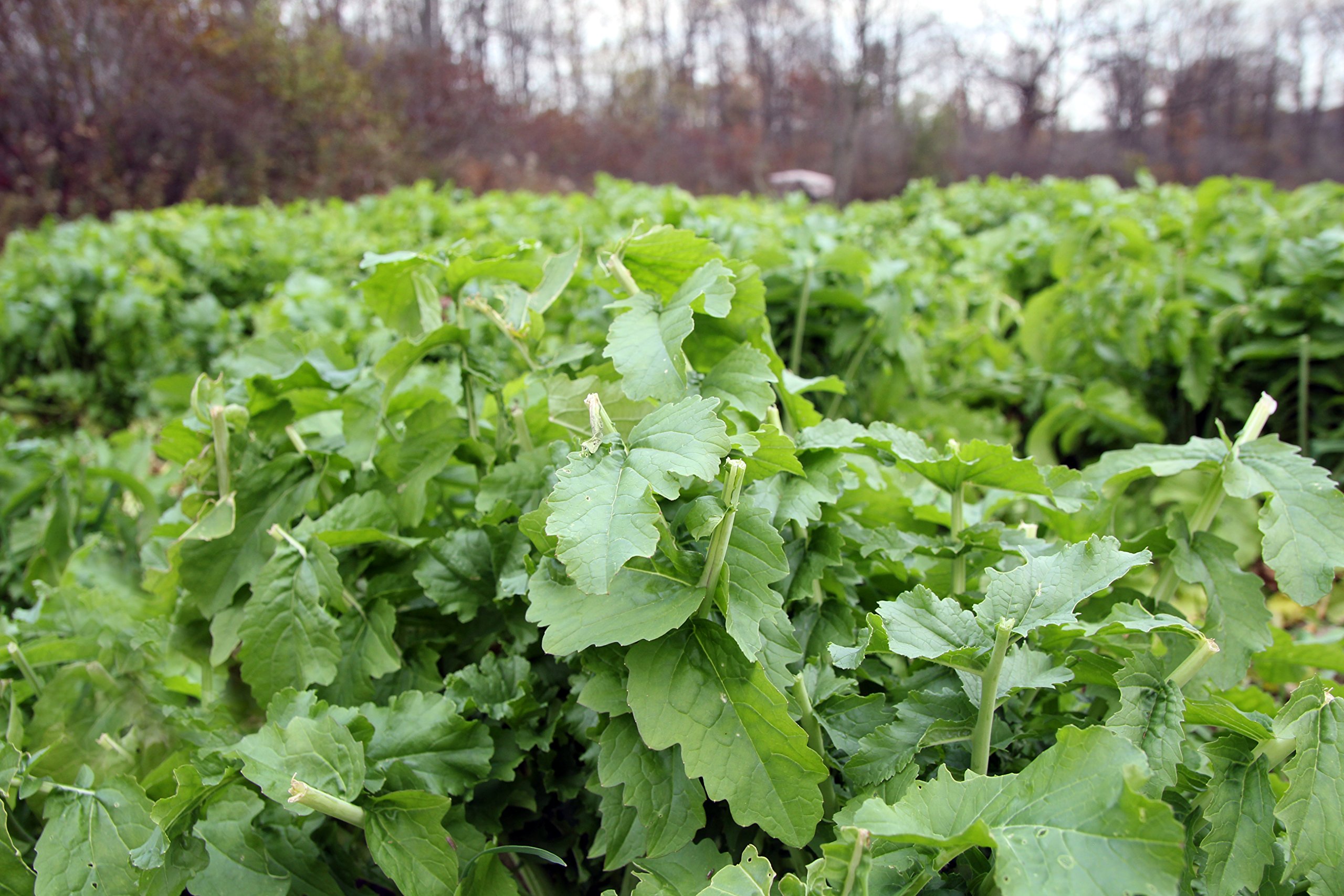 Whitetail Institute Beets & Greens Deer Food Plot Seed for Fall Planting - Blend of Sugar Beets, Kale, Turnip and Radish to Attract and Hold Deer Throughout Fall and Winter, 12 lbs (2 Acres)