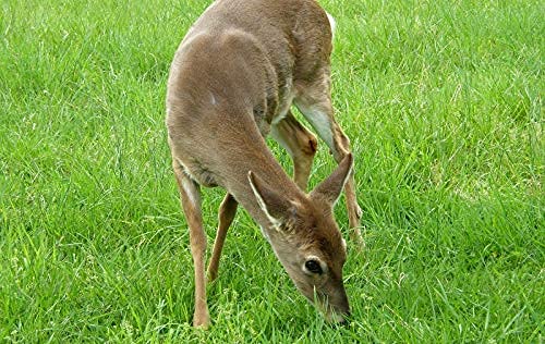 Nature's Seed Southern Subtropics Big Game Food Plot Pasture Blend (2.5 Acre),PB-SSBG-2.5-A