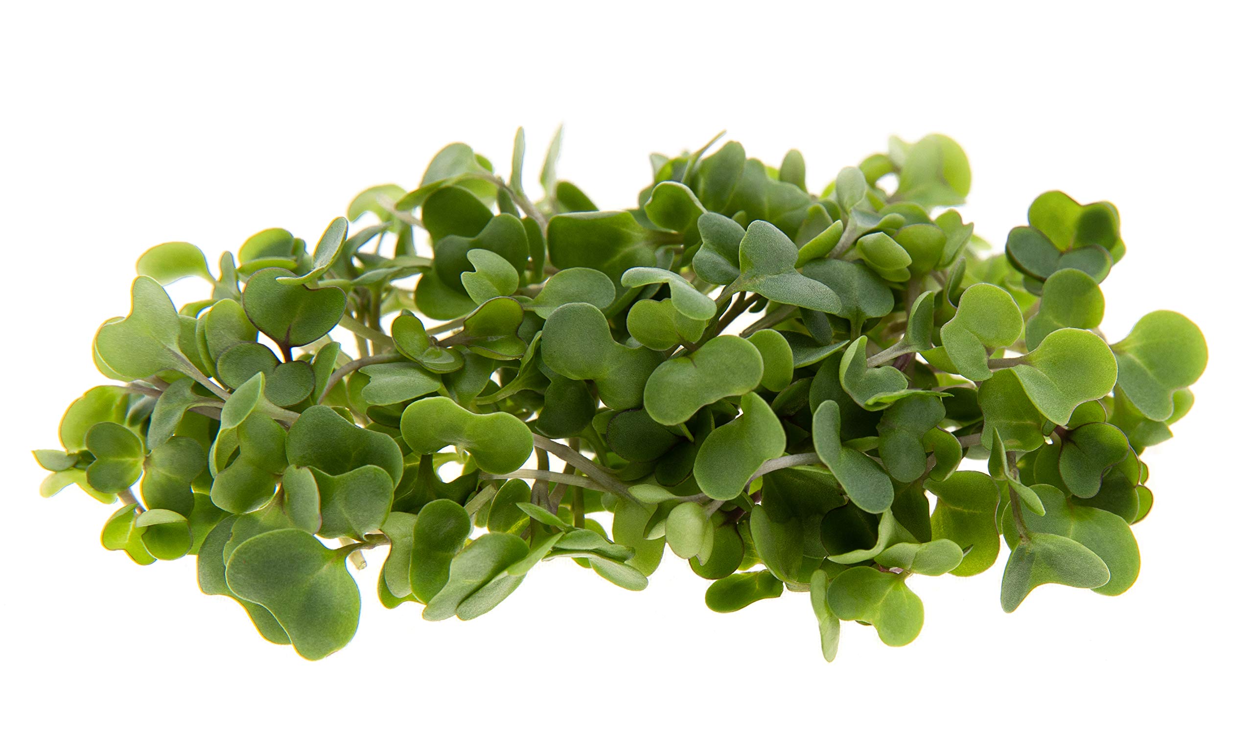 Sulforaphane MICROGREEN Seed Mix | Perfect for Microgreen Growing Trays | Kale, Cabbage, Turnip & Broccoli Sprouting Seeds | Non GMO Heirloom Seeds | 1 LB Resealable Bag | Rainbow Heirloom Seed Co.