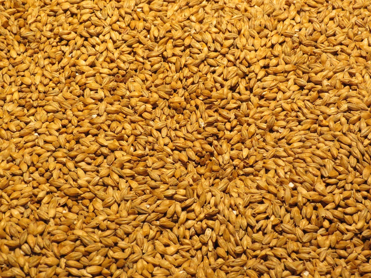 100 Barley Seeds, Planting, Sprouting, Animal Fodder, Wildlife Forage