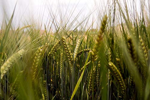 100 Barley Seeds, Planting, Sprouting, Animal Fodder, Wildlife Forage