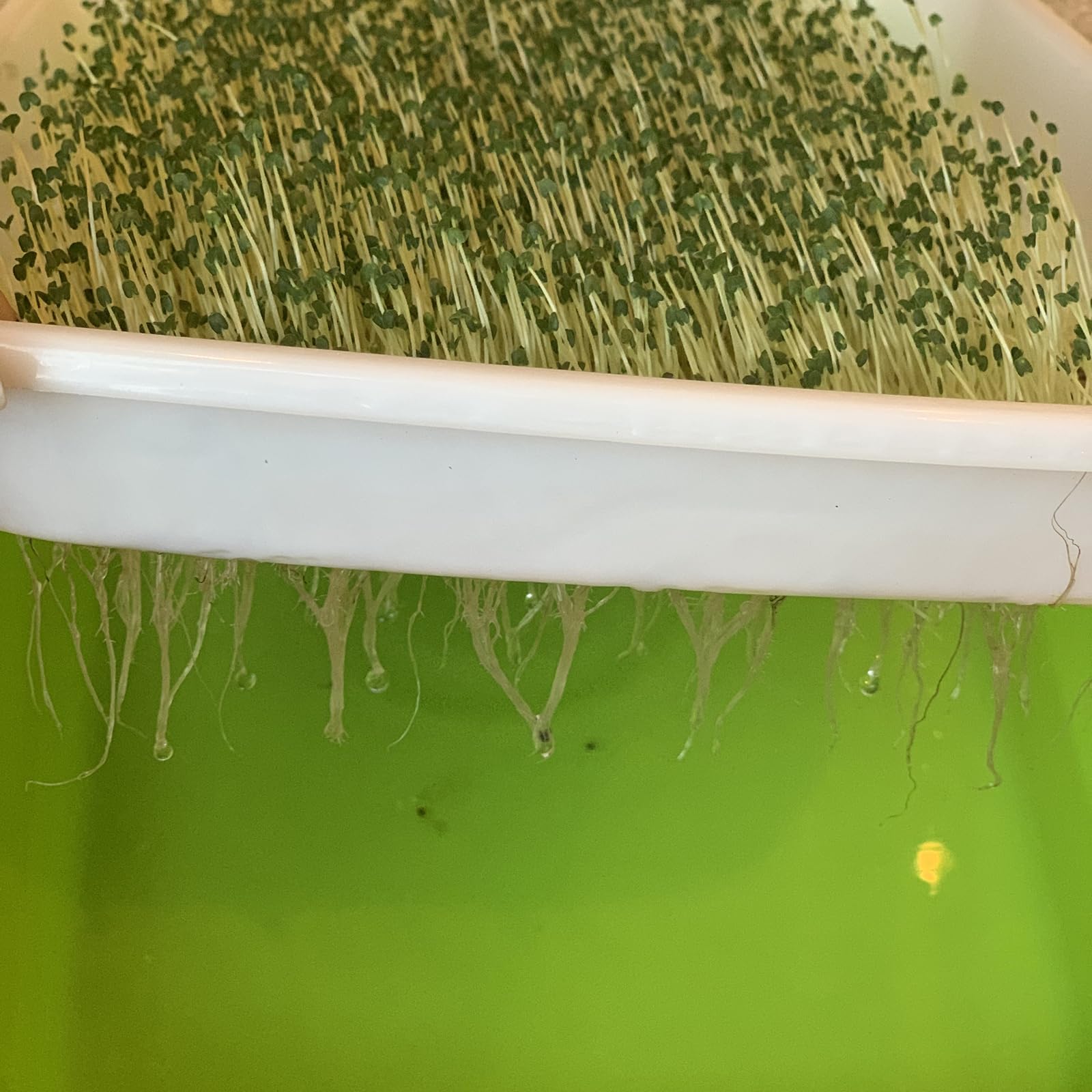 ZEONHAK 8 Pack Seed Sprouter Tray, BPA Free, Big Capacity Seed Germination Tray, Healthy Wheatgrass Seeds Grower with Lid for Growing, Bean Sprouts, Cat Grass, Wheat Grass, Mung Beans