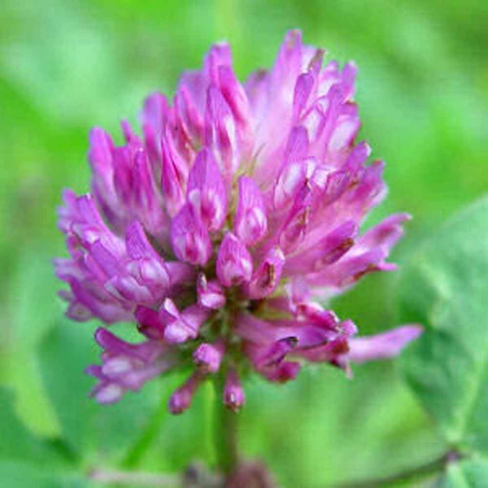 Red Clover, Microgreen for Sprouting, Red Clover Sprouting Seeds - 4 Ounces, Resealable Bag, Sprouts, Microgreens, Gardening, Food Storage Product Name