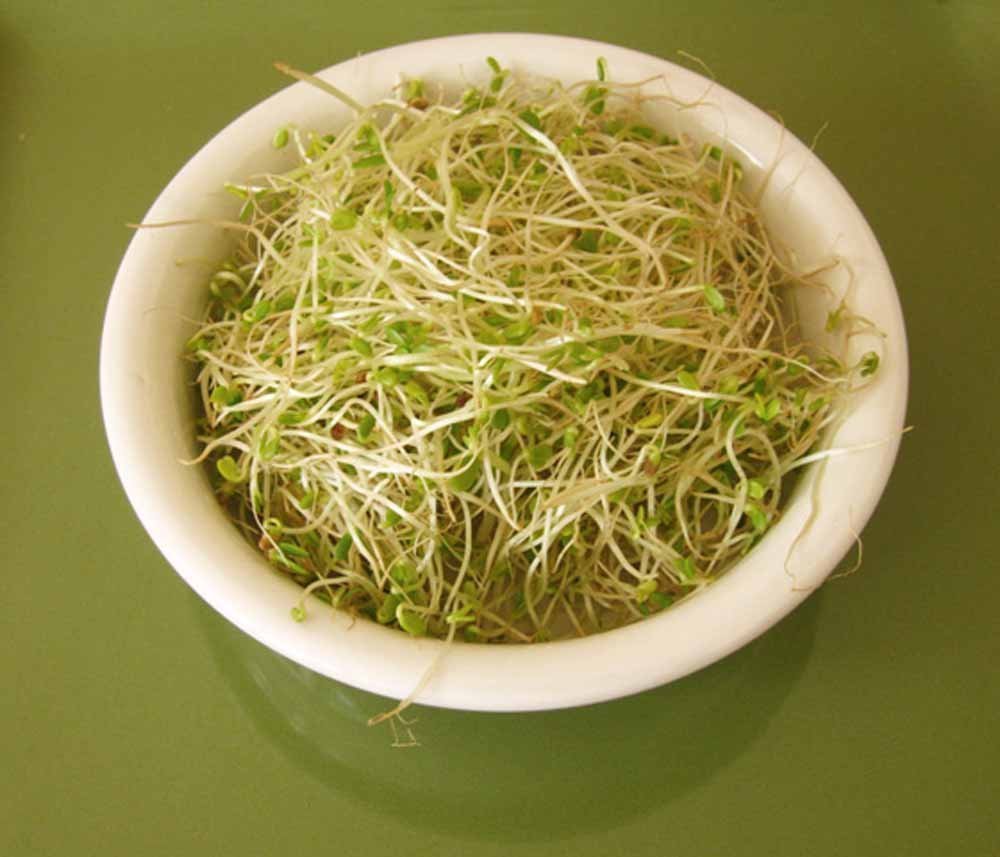 Red Clover, Microgreen for Sprouting, Red Clover Sprouting Seeds - 4 Ounces, Resealable Bag, Sprouts, Microgreens, Gardening, Food Storage Product Name