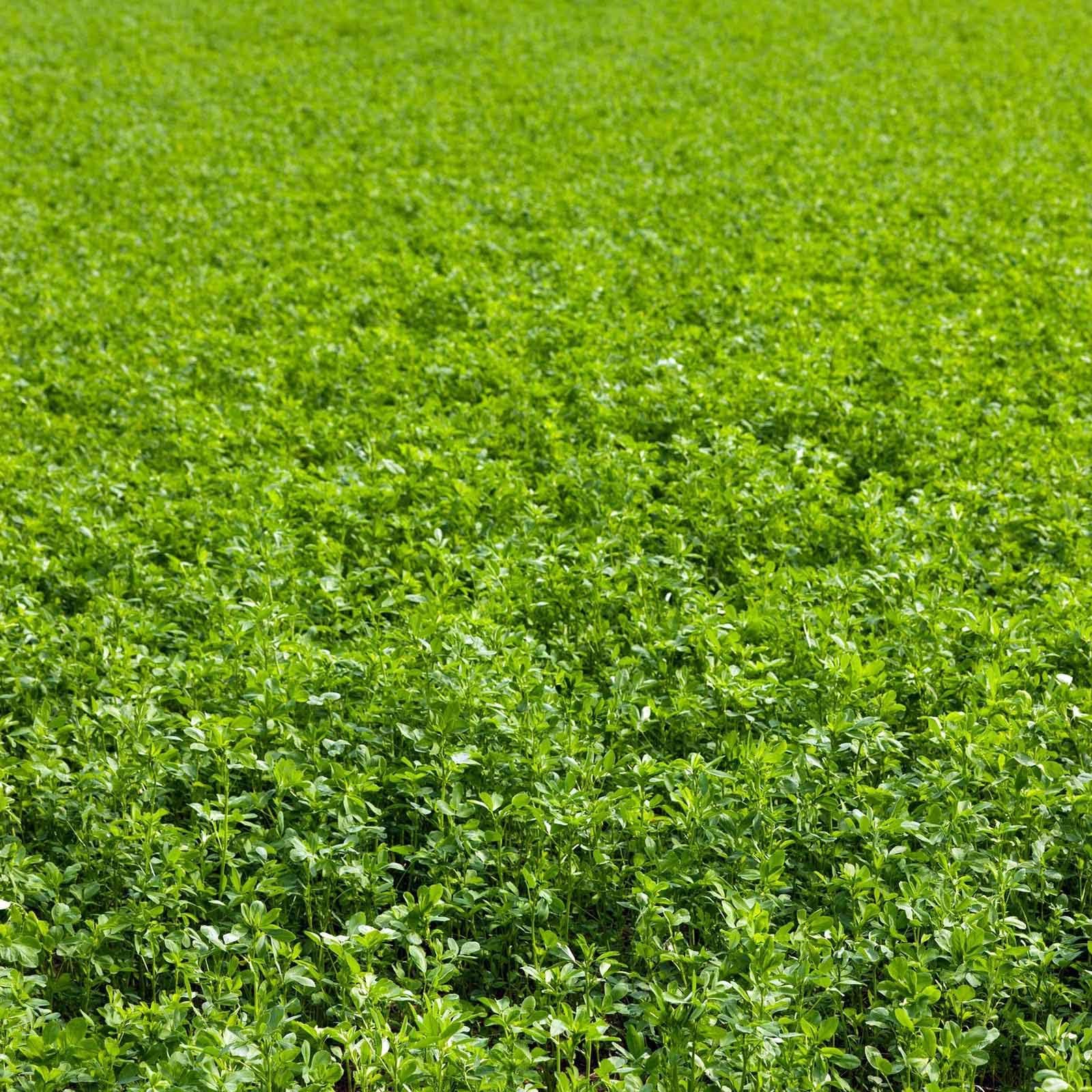 Non-GMO Alfalfa Seeds - 25 Lbs - High Germination, Conventional Seed - Gardening, Cover Crop, Field Growing, Food Storage & More