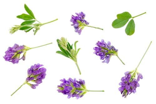 Alfalfa Forage Legume Seed for Pastures, Hay, & Livestock (8 Ounces)