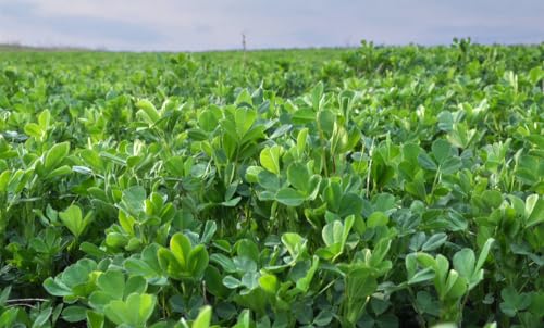 Alfalfa Forage Legume Seed for Pastures, Hay, & Livestock (8 Ounces)