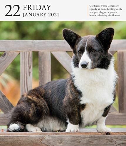 Dog Page-A-Day Gallery Calendar 2021