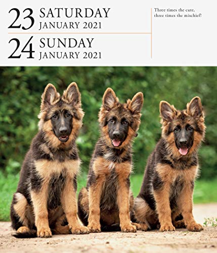 Dog Page-A-Day Gallery Calendar 2021