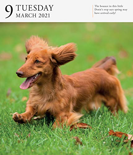 Dog Page-A-Day Gallery Calendar 2021