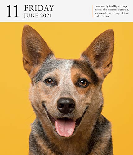 Dog Page-A-Day Gallery Calendar 2021
