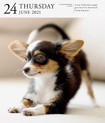 Dog Page-A-Day Gallery Calendar 2021