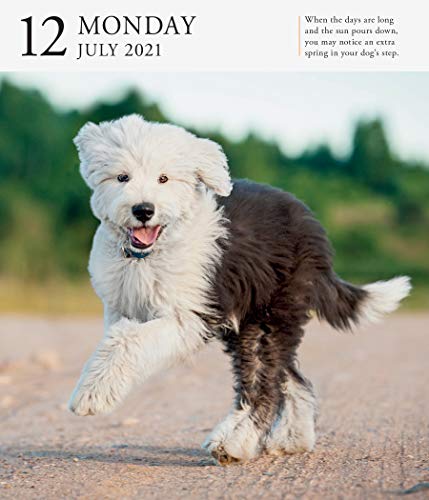 Dog Page-A-Day Gallery Calendar 2021