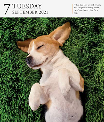 Dog Page-A-Day Gallery Calendar 2021