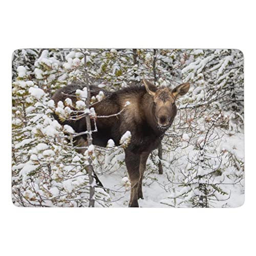 ERUXUGB Cutest Baby Animals | Moose Calf Coral Velvet Floor mat(150×100cm)