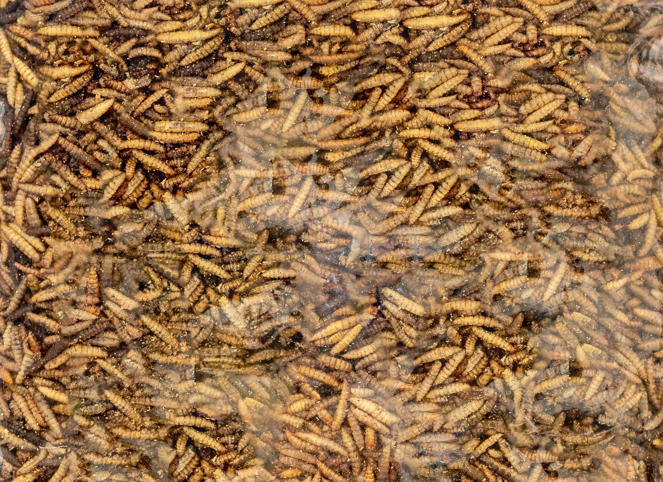 Natural Feeds Dried Black Soldier Fly Larva for Chickens 5Ib Bags - 85X More Calcium Than Meal Worms - Non-GMO Poultry Feed & Molting Supplement - for Hens Ducks Wild Birds