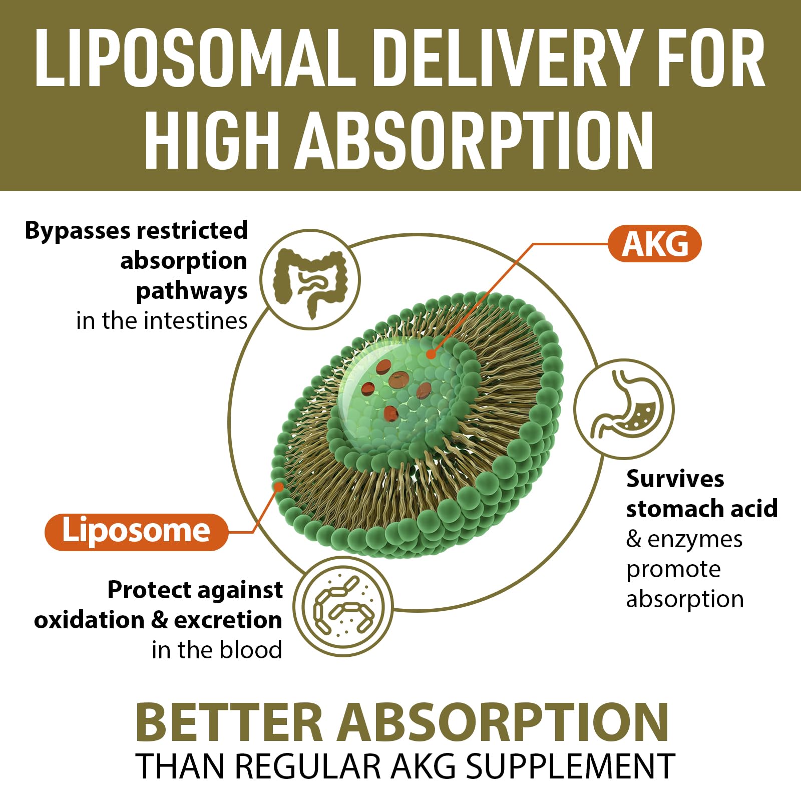 Liposomal Calcium AKG Supplement 1500 MG (Alpha-Ketoglutaric Acid), High Absorption, More Effective Than AAKG, Ca AKG for Longevity, Age Defense, Cellular Energy, Metabolic Function, 120 Softgels