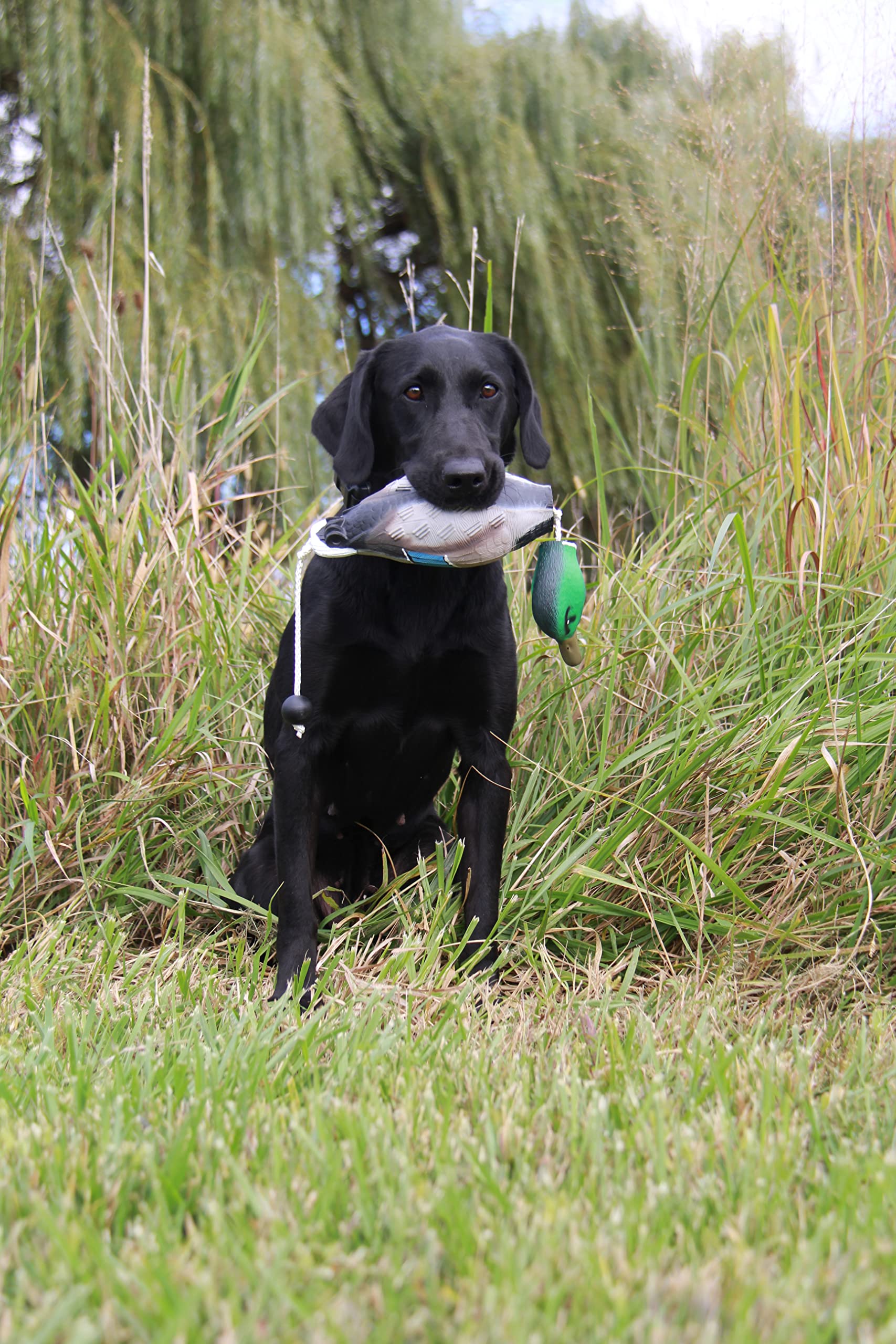 HuntEmUp Ultimate Duck Dog Training Dummy - Retriever Fowl Dead Mallard - Ideal for Effective Retrieving Training