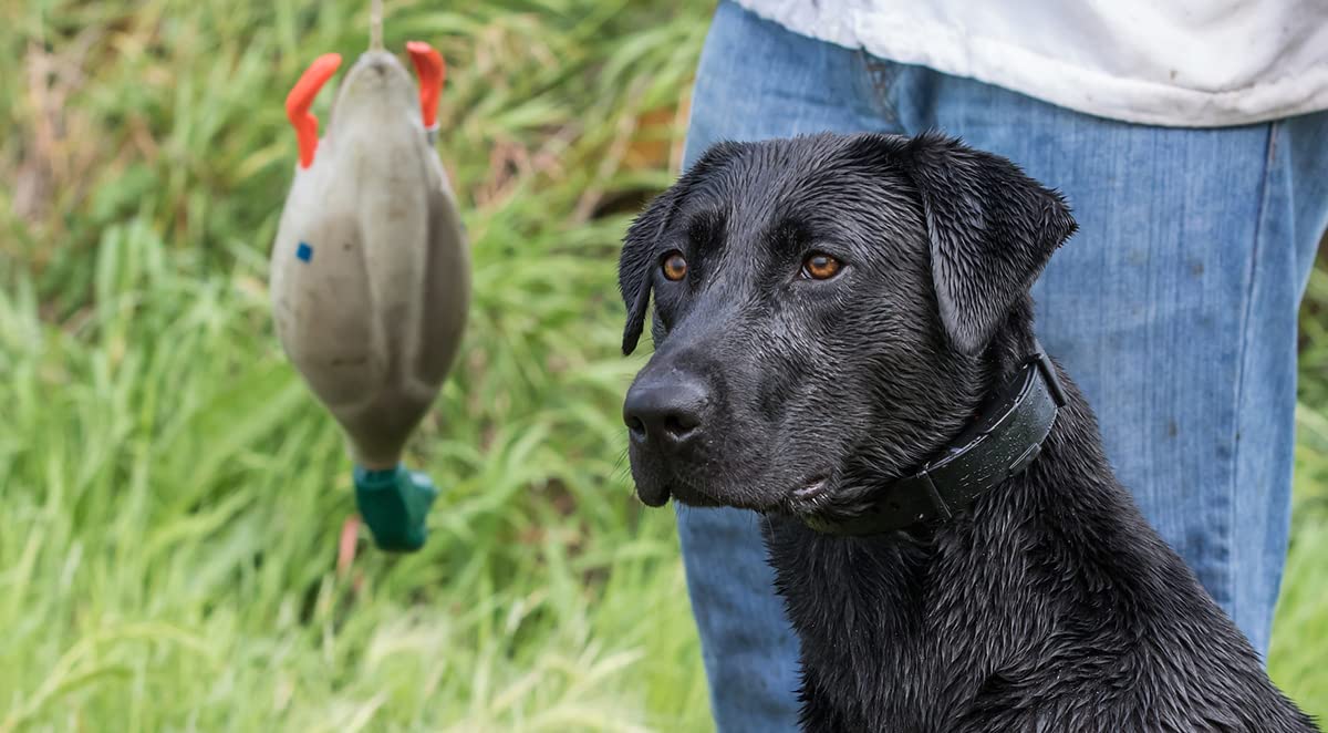 HUNTARMOR Duck Dummy Bumper Toy: Bird Training Dummy for Training Hunting Dogs, Mimics Dead Duck Bumper Toy for Waterfowl Hunting Retriever Dog Training, Dog Bumper Hunting Dog Accessories