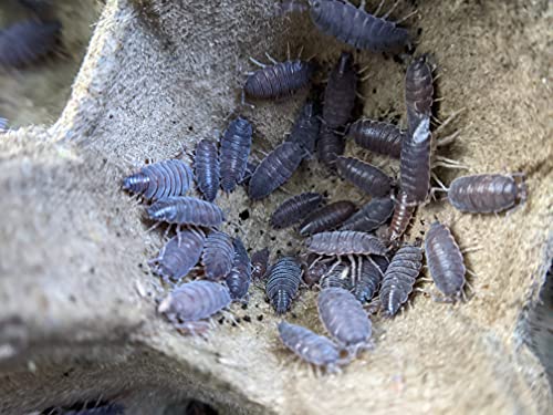 Ordinary Feed Live Powder Blue (Porcellionides pruinosus) Isopod - Cleanup Crew, Reptile & Amphibian Food (20 Count)