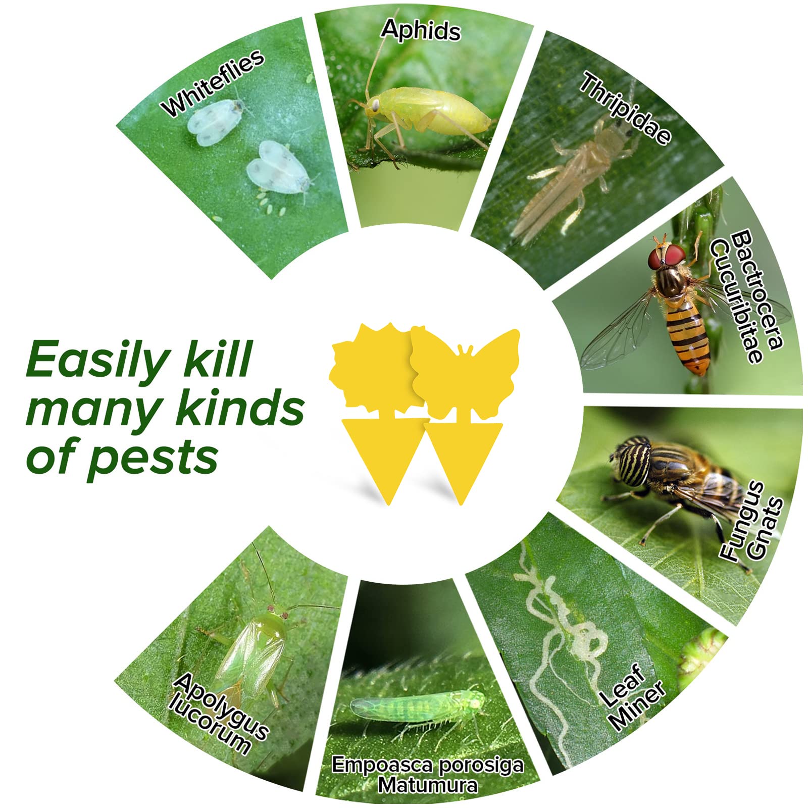 ALLRoad Fungus Gnat Sticky Traps for Plant 54 Pcs Fruit Fly Trap Yellow Sticky Gnat Killer for Indoor Outdoor Catch Bug, Whitefly, Mosquitos, Flying Insects